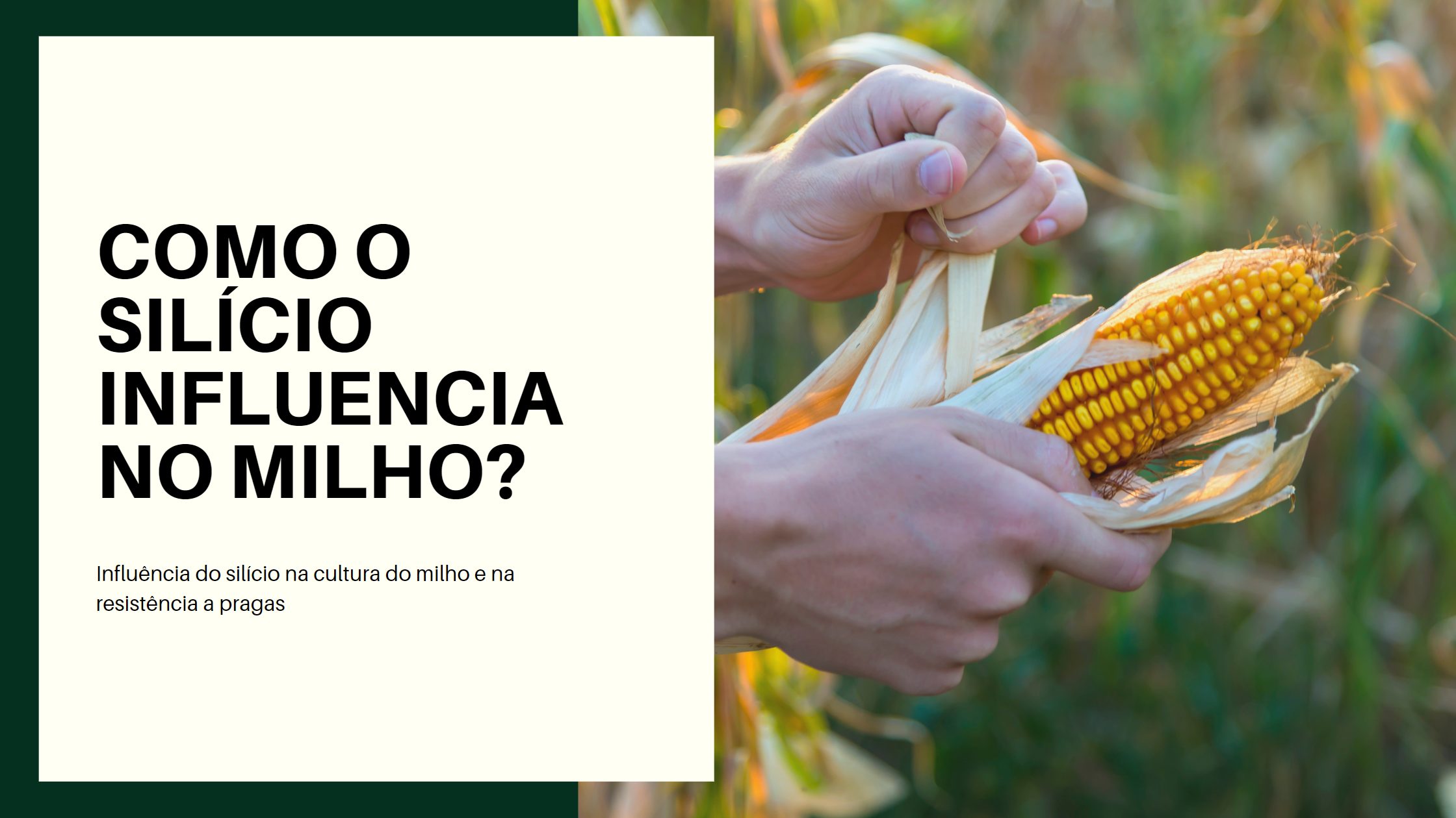 Influência do silício na cultura do milho e na resistência a pragas