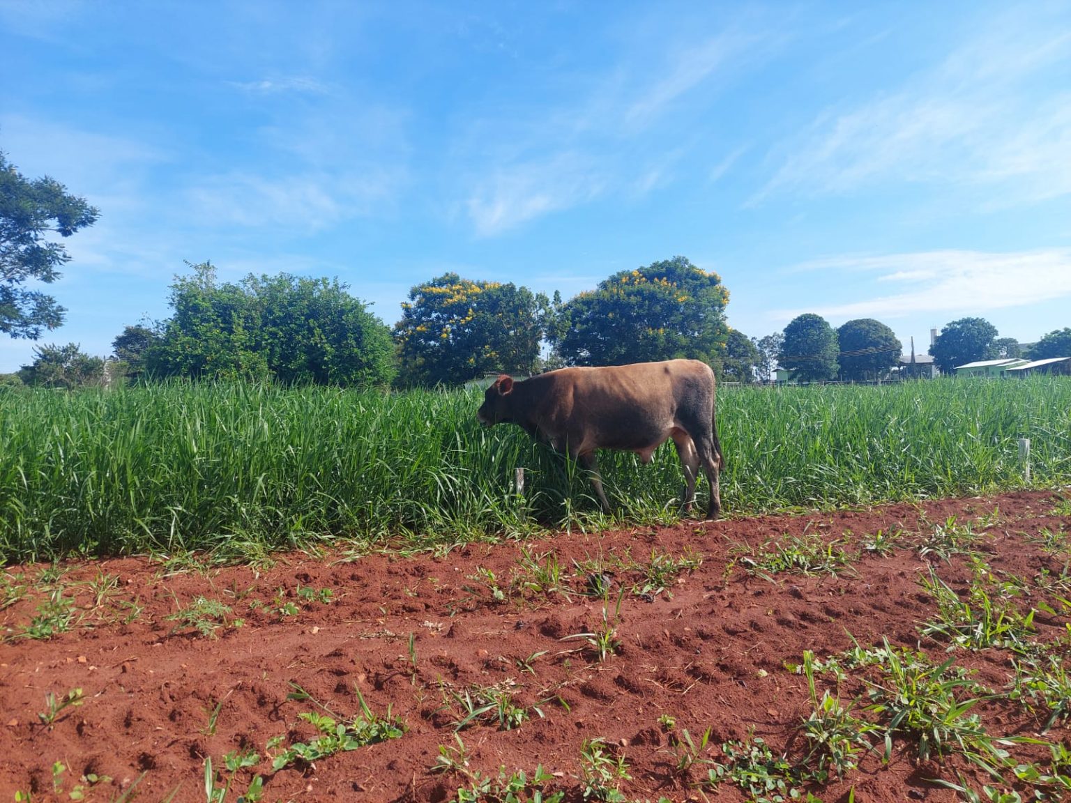 Efeito de diferentes doses de FNR e KMC em pasto de Brachiária ...